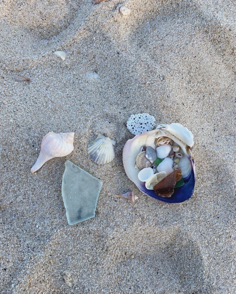 What to know when seashell collecting! – The EastCoaster